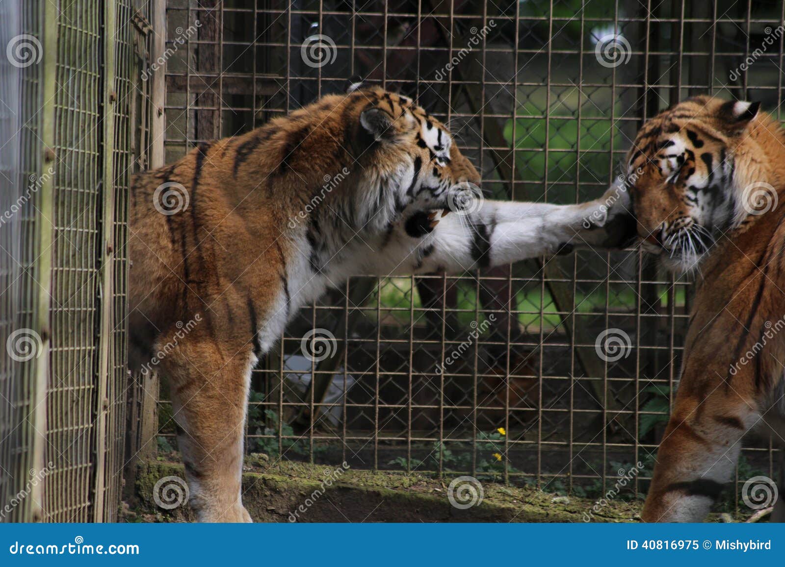 Tigers playing stock image. Image of viscious, tiger - 40816975