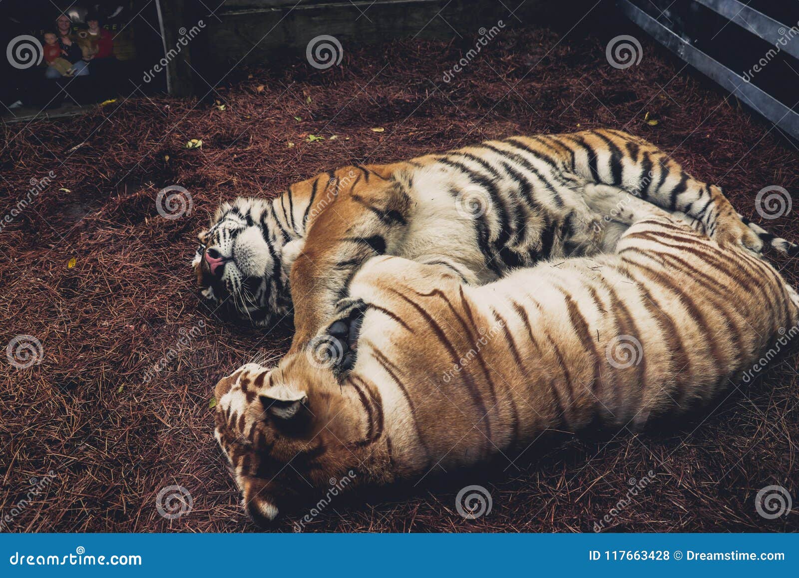 Tigers stock photo. Image of playing, tigers, together - 117663428