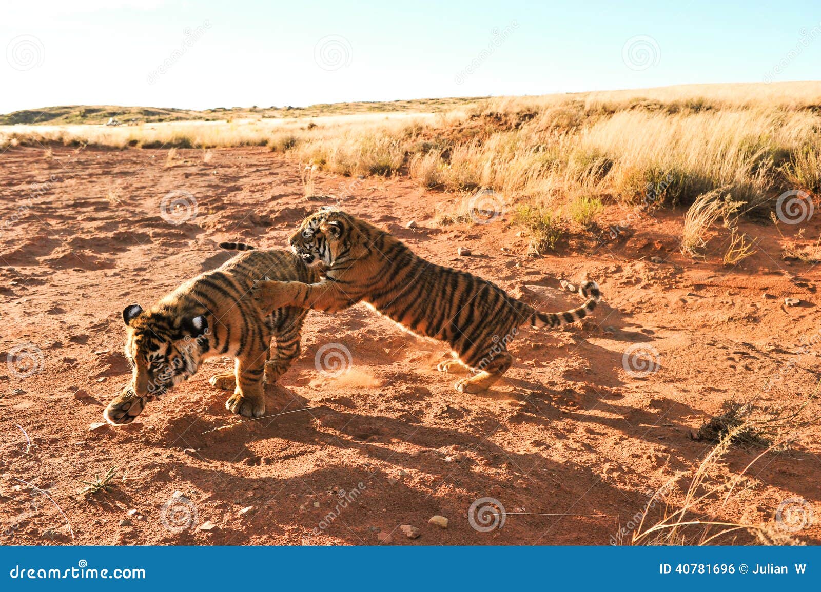 Tigers playing stock photo. Image of danger, feline, adult - 40781696