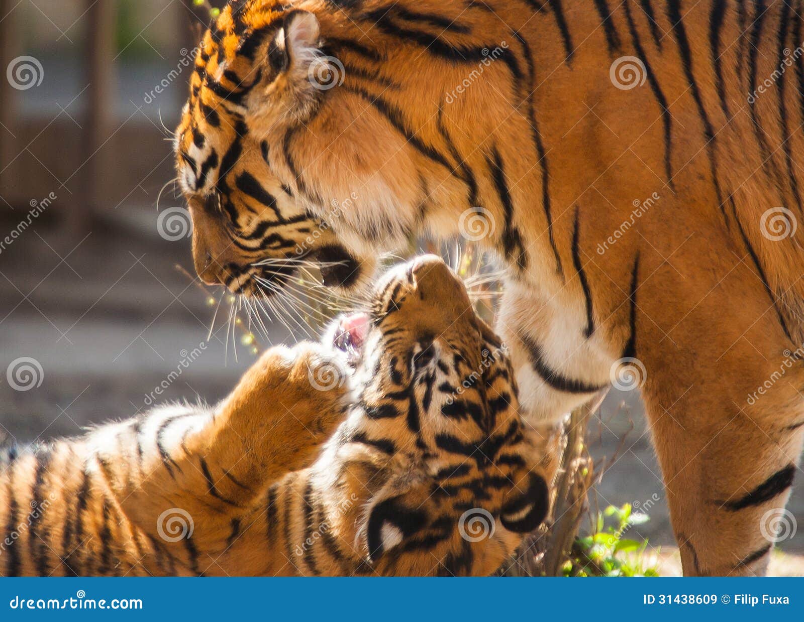 Tigers are playing stock image. Image of paws, striped - 31438609