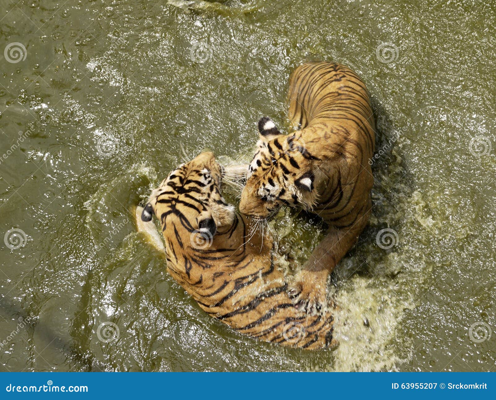 Tigers playing in water stock image. Image of safari - 63955207
