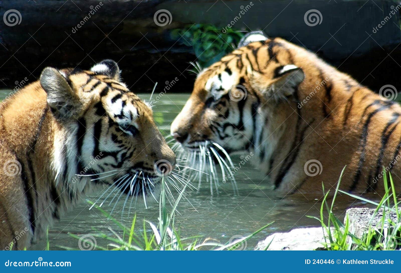 Tigers in Pool stock photo. Image of nature, walk, animal - 240446