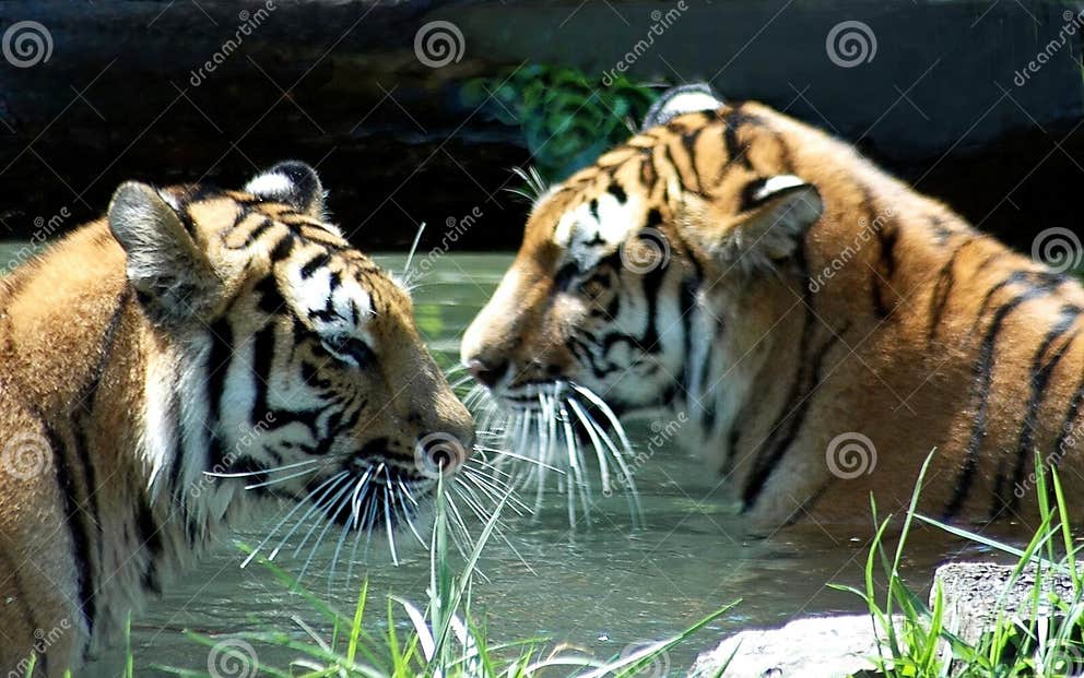 Tigers in Pool stock photo. Image of nature, walk, animal - 240446