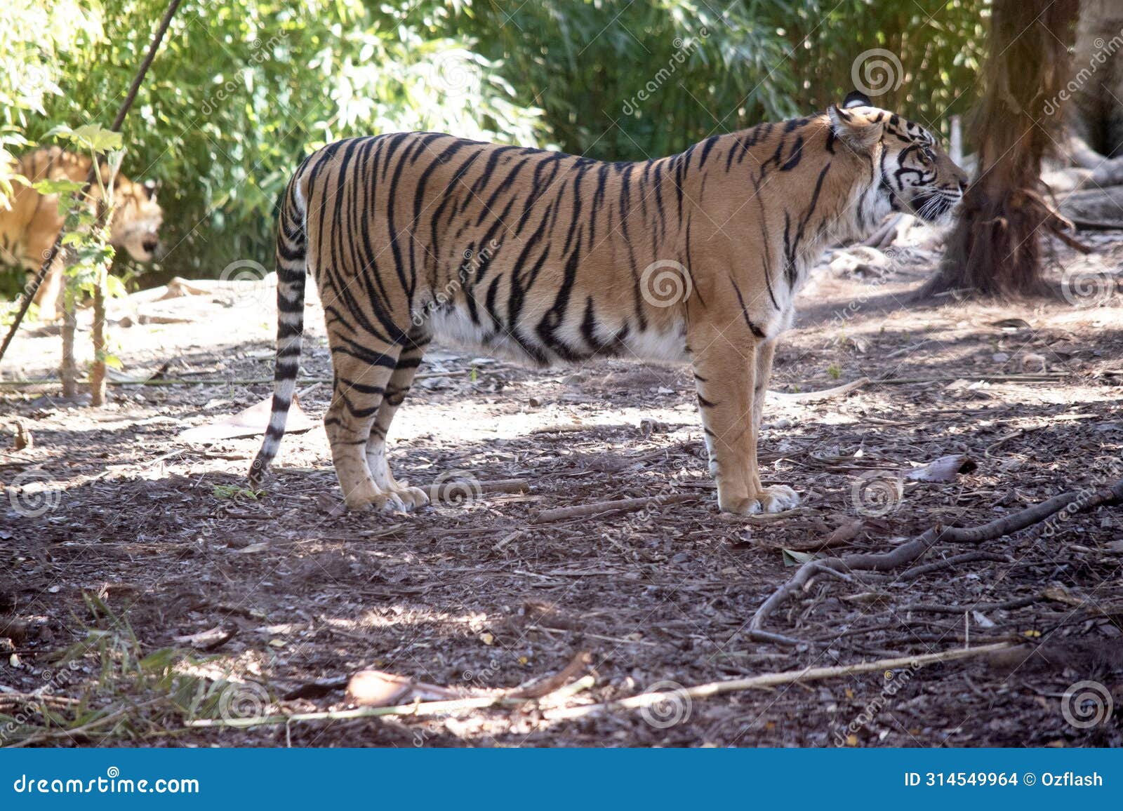 This is a Side View of a Tiger Stock Photo - Image of dangerous, eyes ...