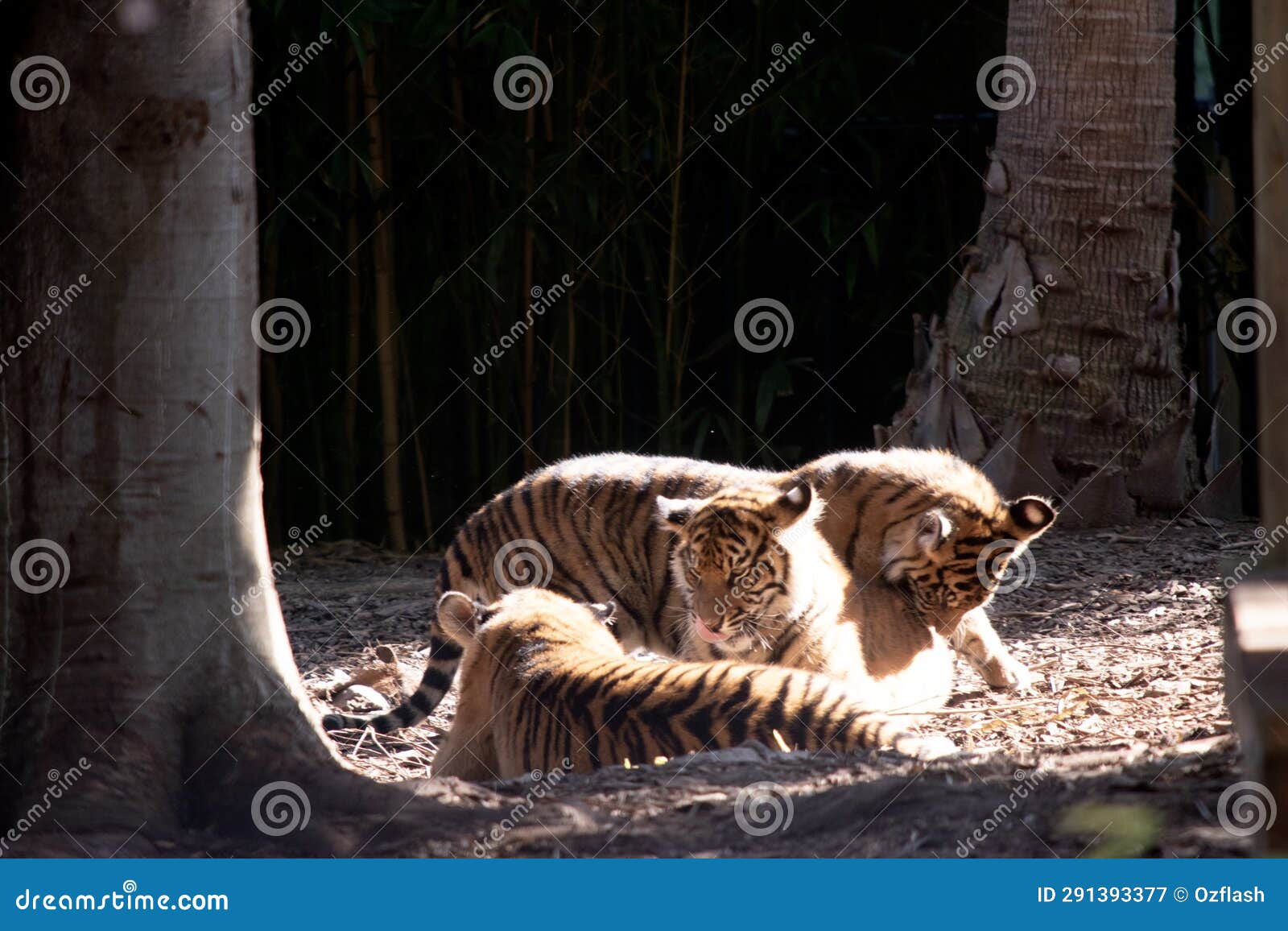 The Three Tiger Cubs are Playing Stock Image - Image of nose, freedom ...