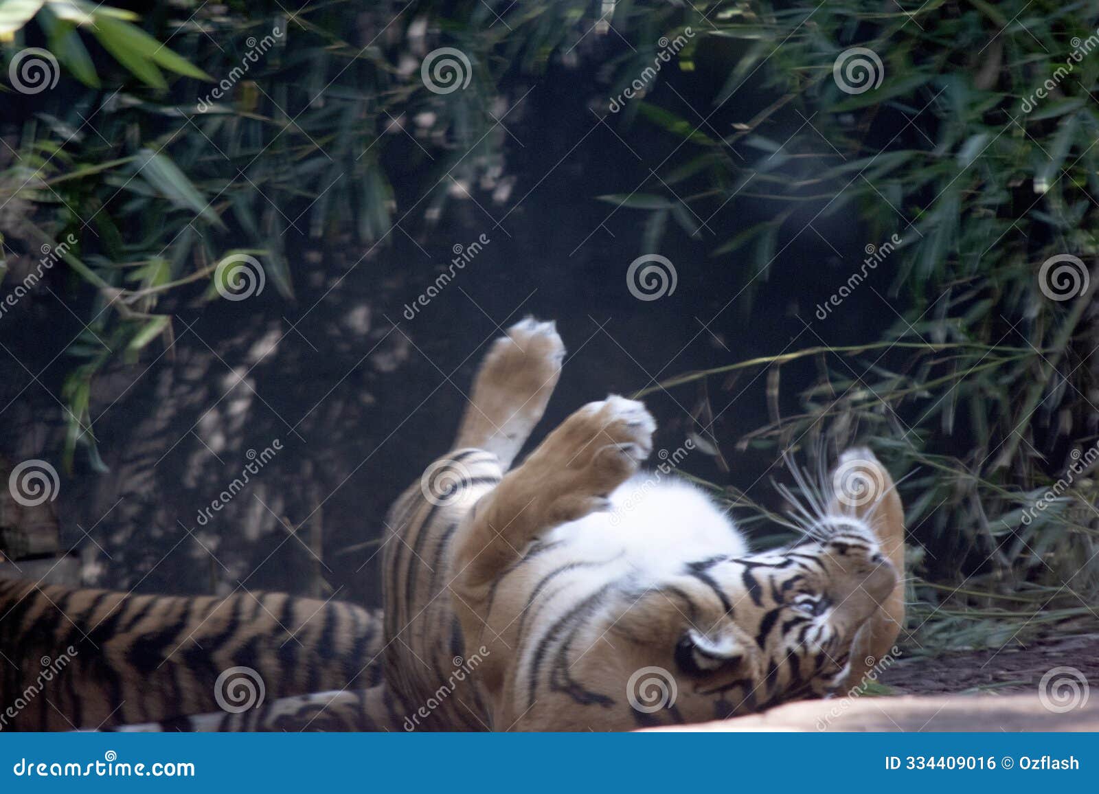 The Tiger is Rolling on the Ground Stock Photo - Image of risky, kitten ...