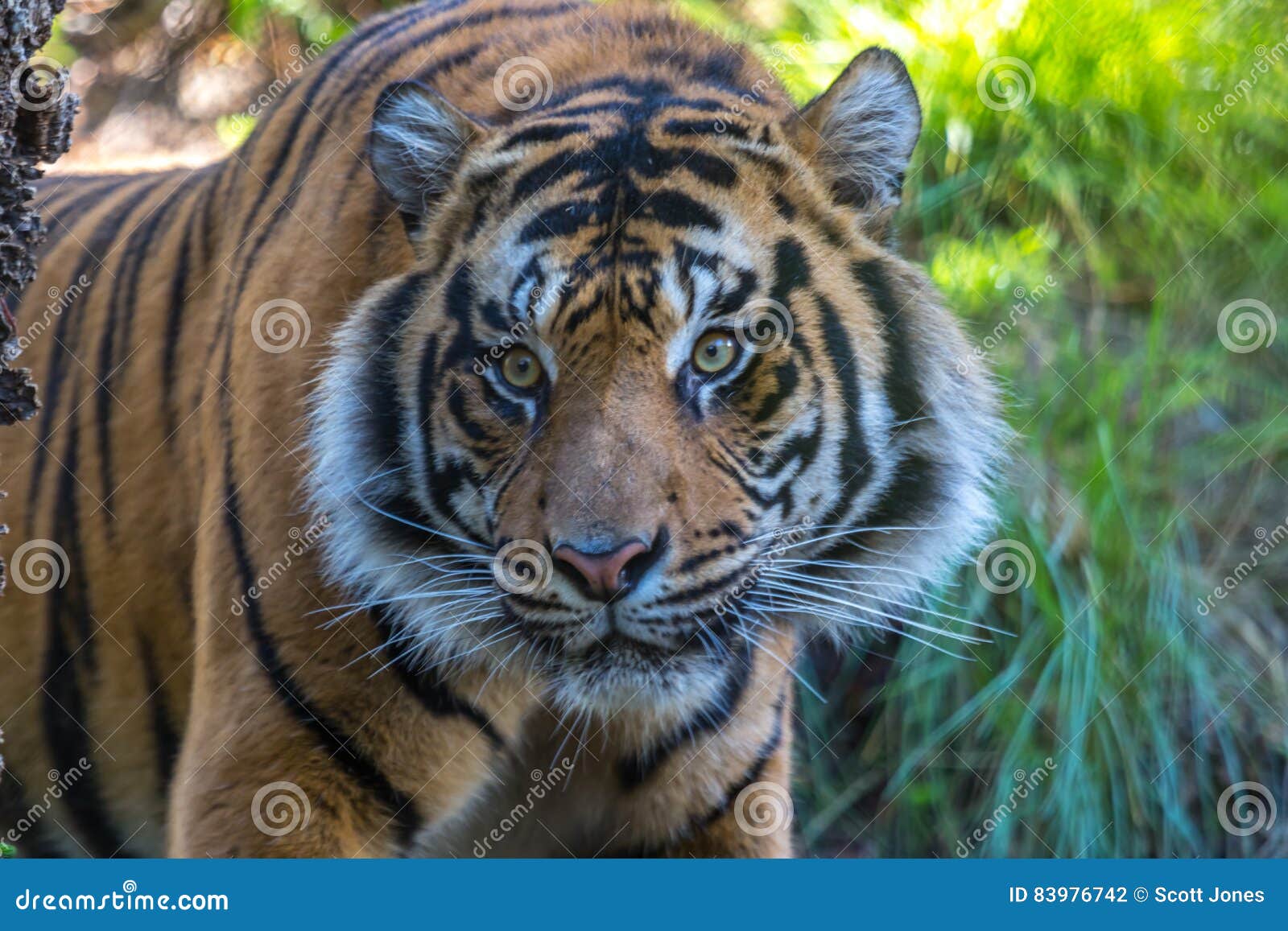 Tigers stock photo. Image of feline, wild, bush, tiger - 83976742