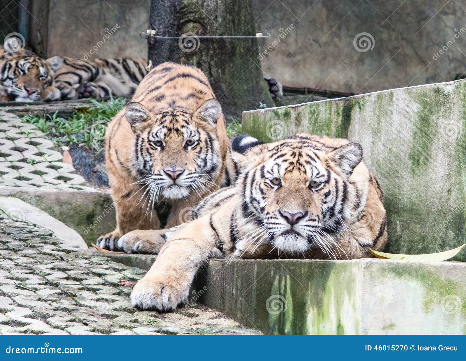 Tigers ready to pounce stock photo. Image of month, siberian - 46015270