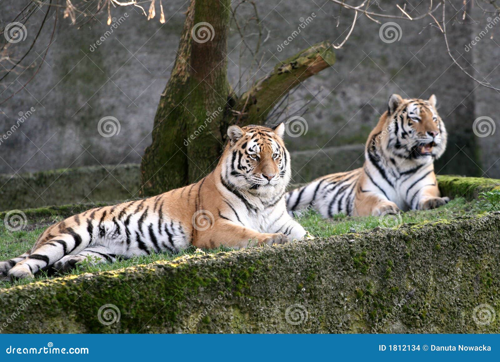 Tigers resting stock photo. Image of asia, stripes, mammals - 1812134