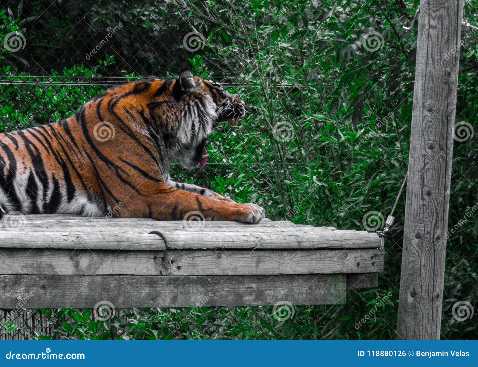 Tigers roar stock photo. Image of roar, woods, lieing - 118880126