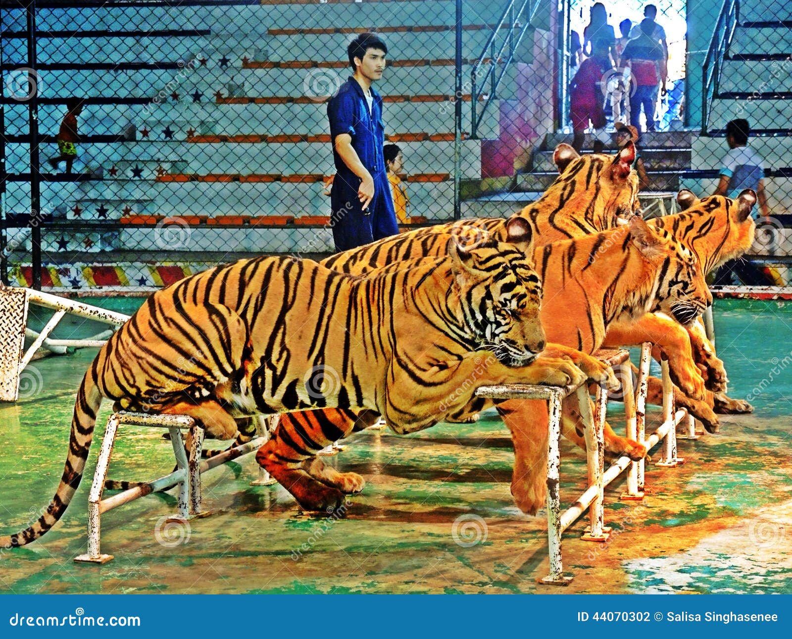 Tigers editorial photography. Image of show, tigers, animal - 44070302