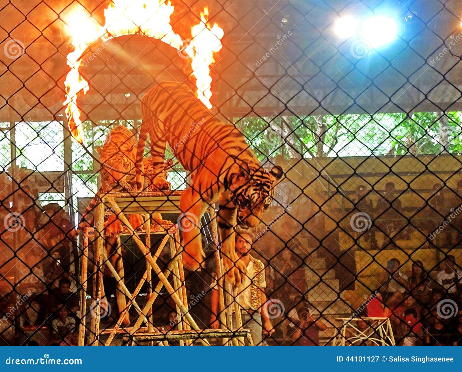 Tigers editorial photography. Image of animal, show, tigers - 44101127