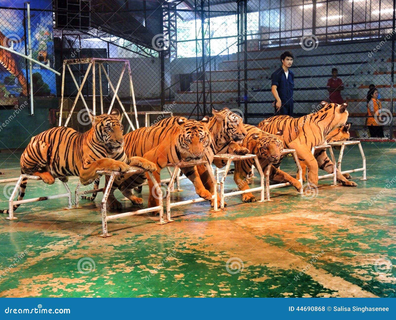 Tigers editorial stock photo. Image of tigers, people - 44690868