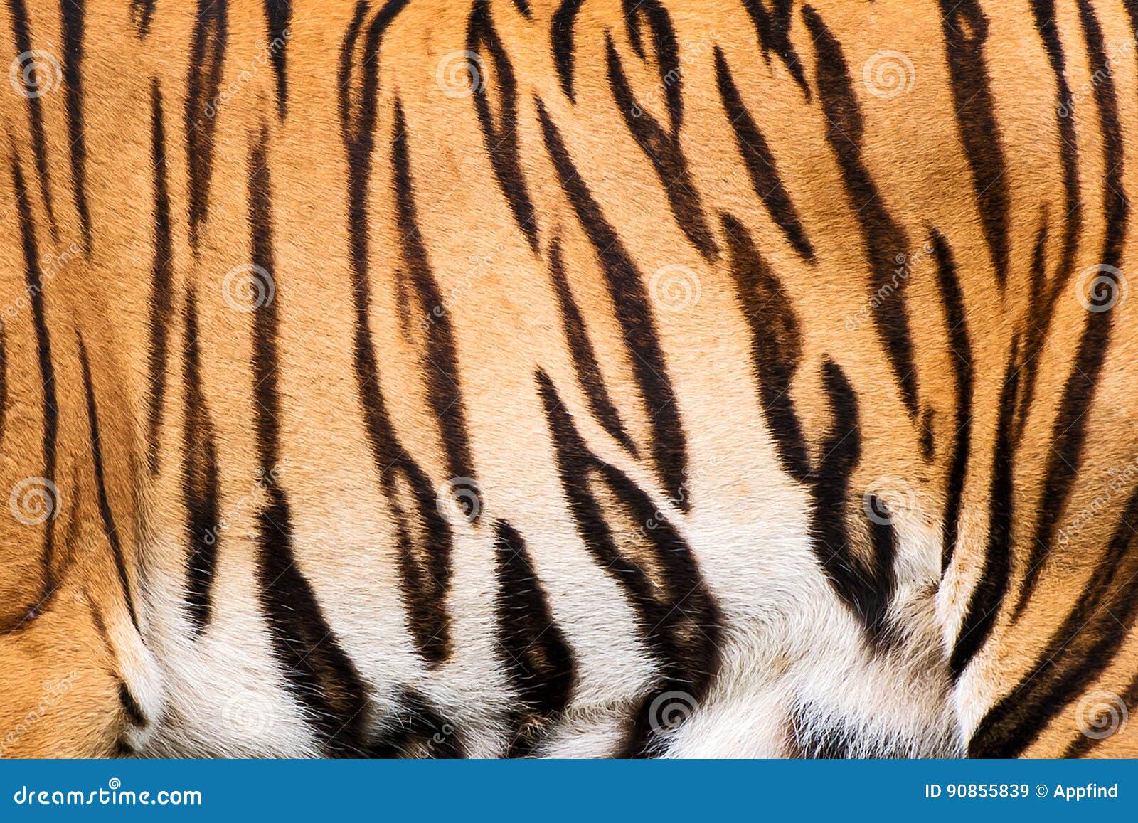 Tigers stock image. Image of skin, pattern, close, front - 90855839