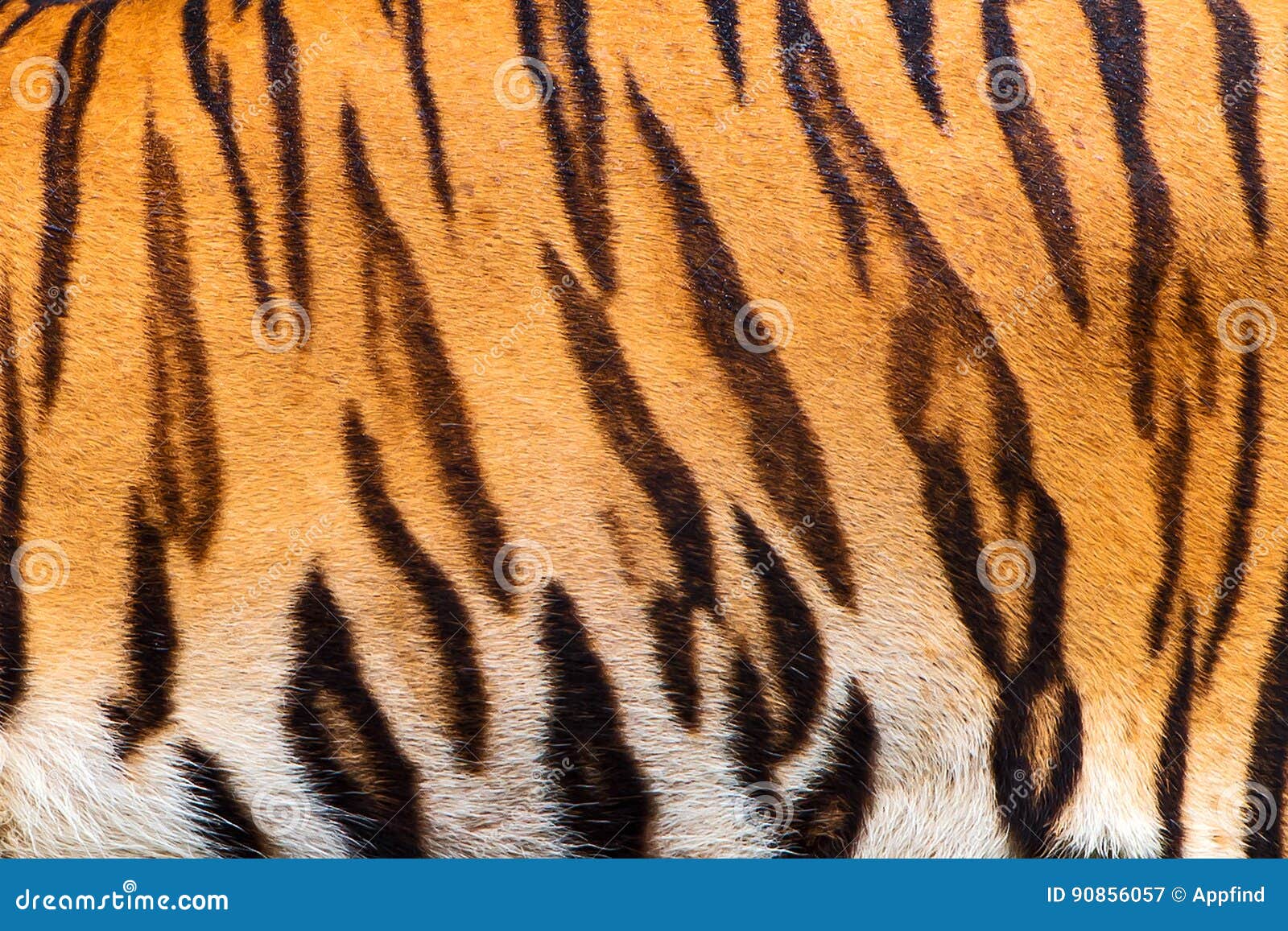 Tigers. stock image. Image of face, striped, angry, asia - 90856057