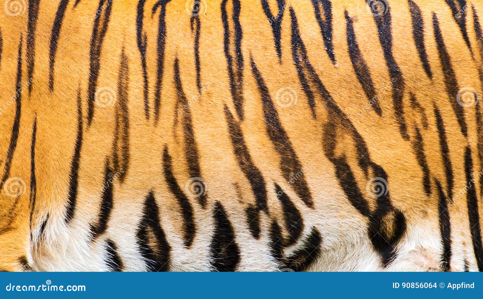 Tigers. stock photo. Image of ferocious, angry, nature - 90856064