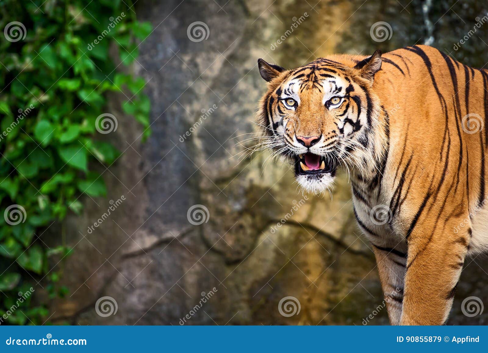 Tigers. stock image. Image of looking, gaze, carnivorous - 90855879