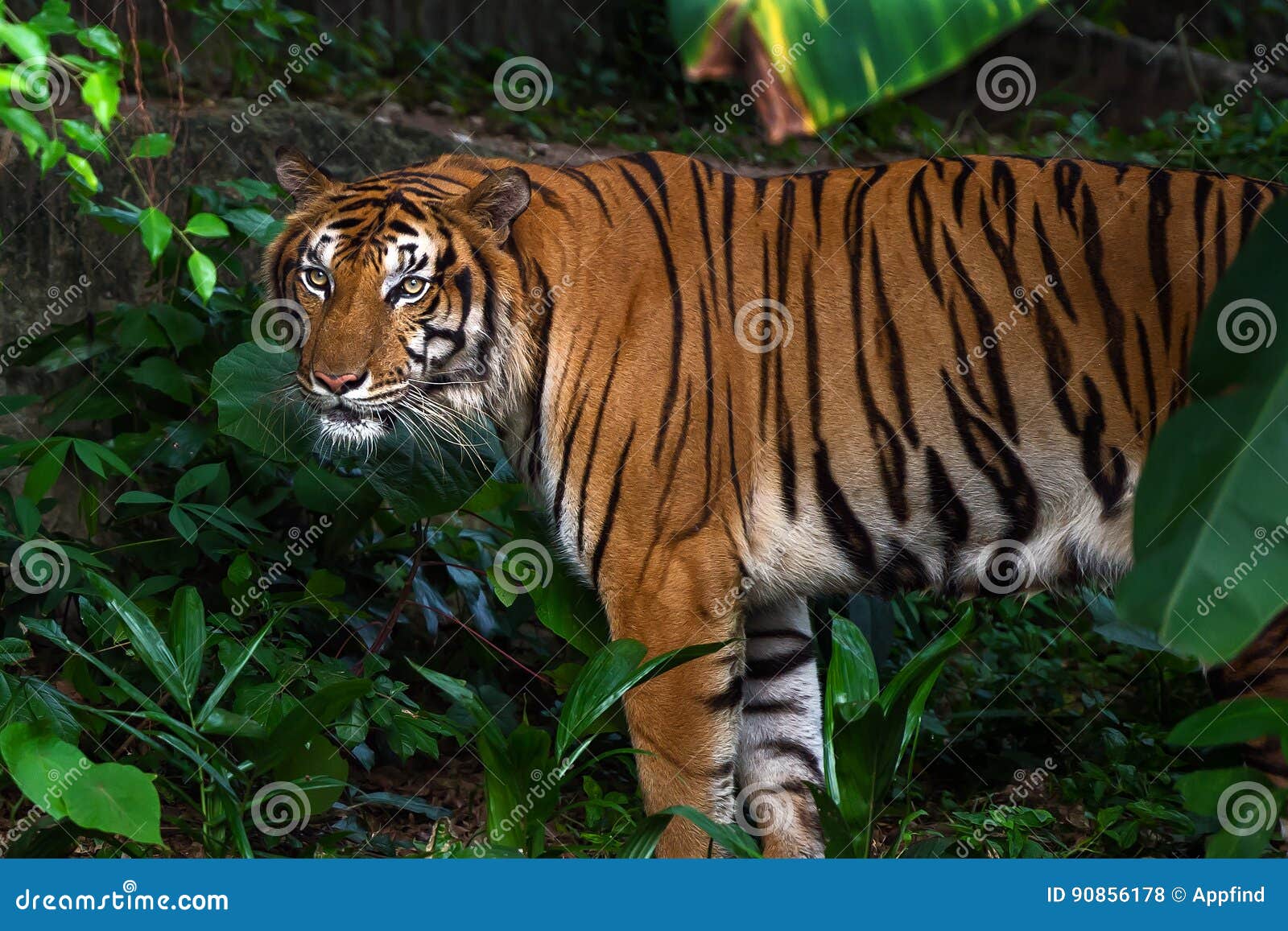 Tigers. stock photo. Image of carnivore, baby, bengal - 90856178