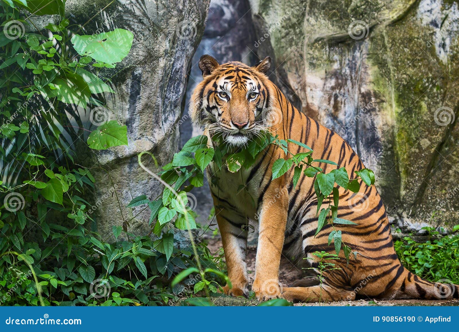Tigers. stock photo. Image of closeup, beautiful, carnivore - 90856190