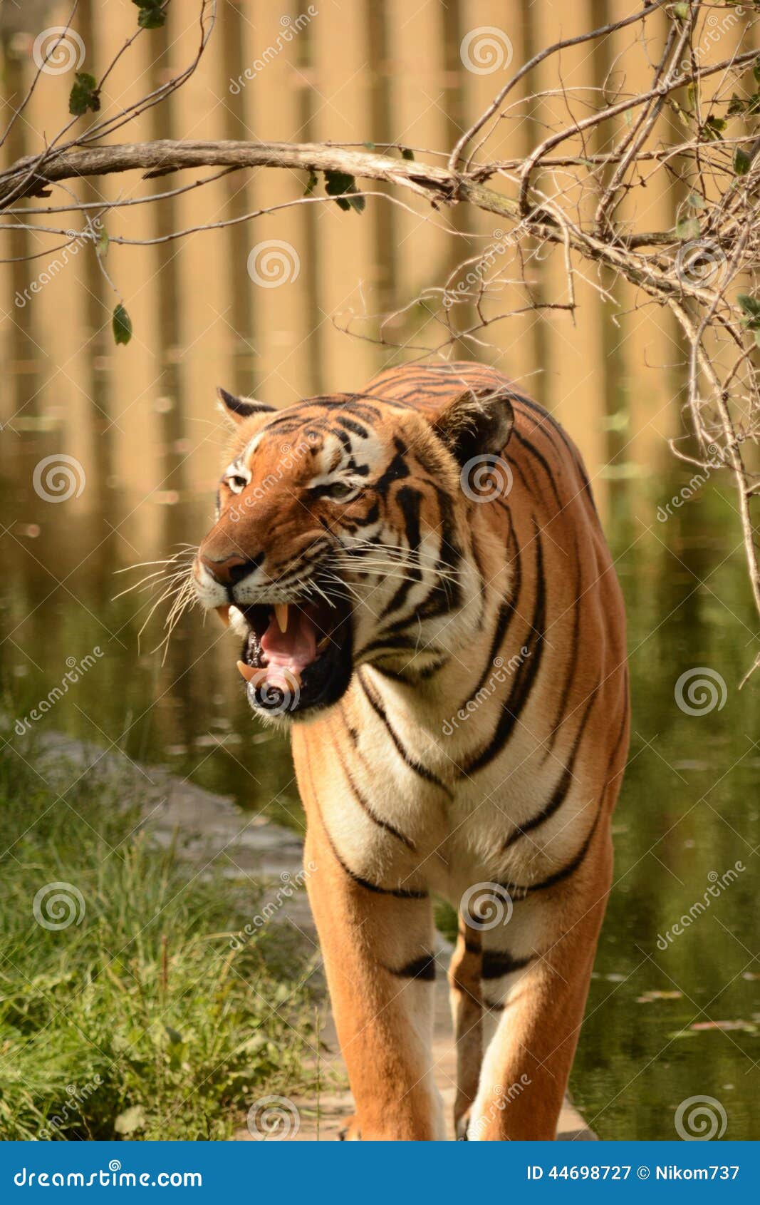 Tigers stock image. Image of head, predator, strong, colorful - 44698727