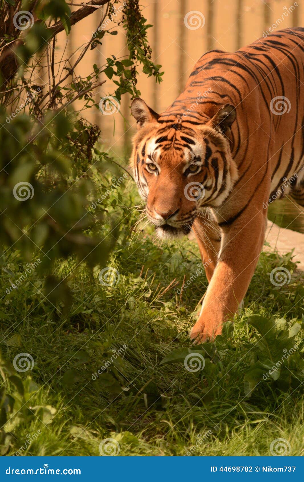 Tigers stock photo. Image of tigers, powerful, animals - 44698782