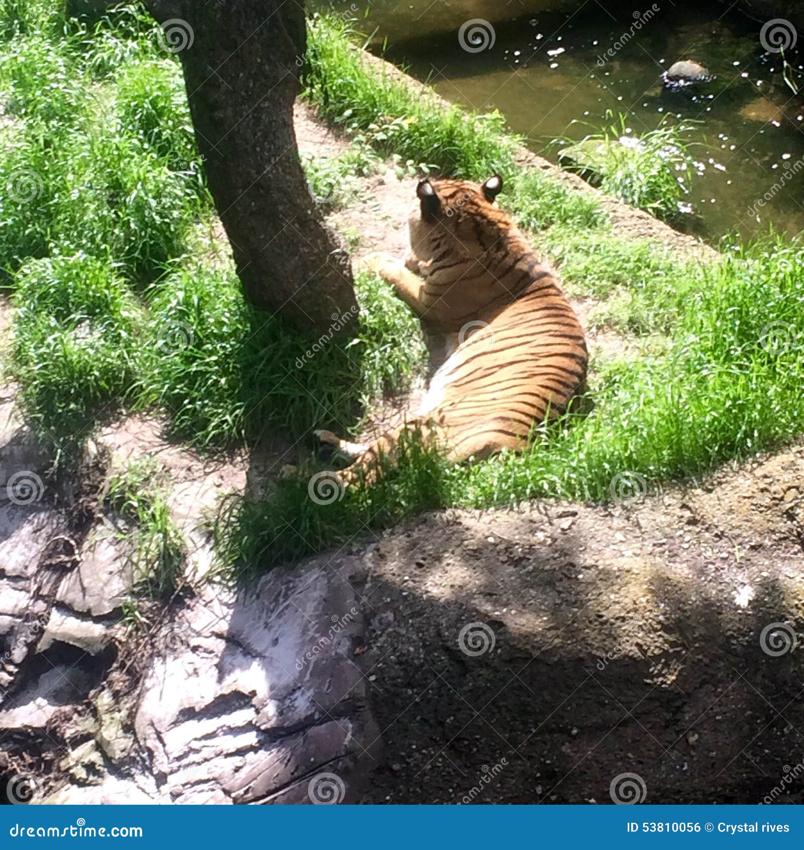 Tigers stock photo. Image of animal, tiger, relaxing - 53810056