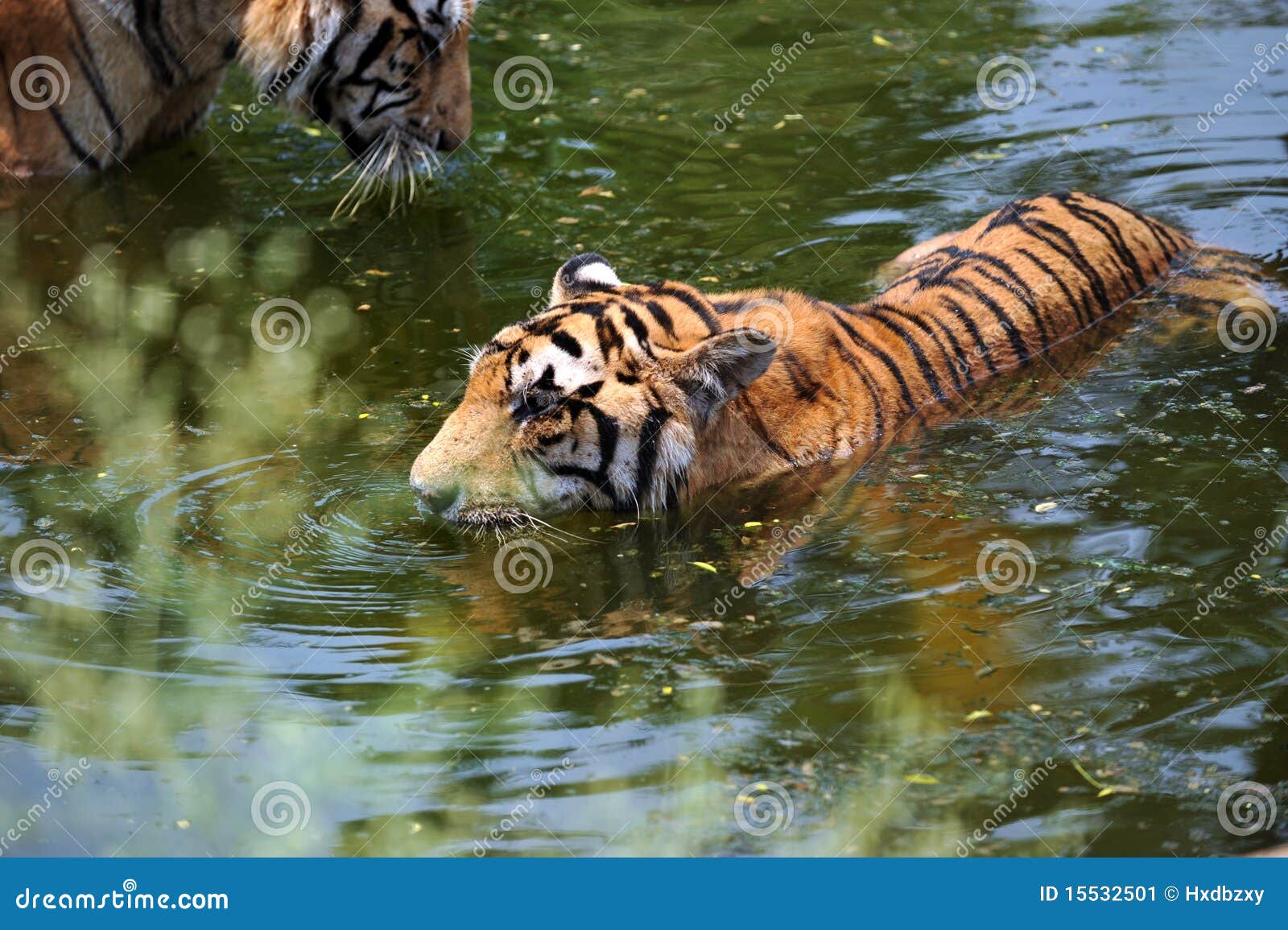 Tigers in water stock image. Image of cats, black, feline - 15532501