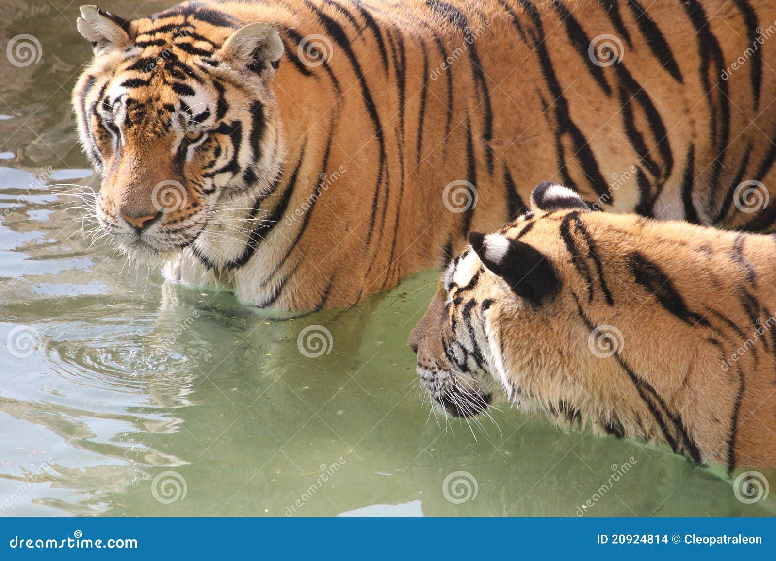 Tigers in the water stock photo. Image of tiger, bengal - 20924814