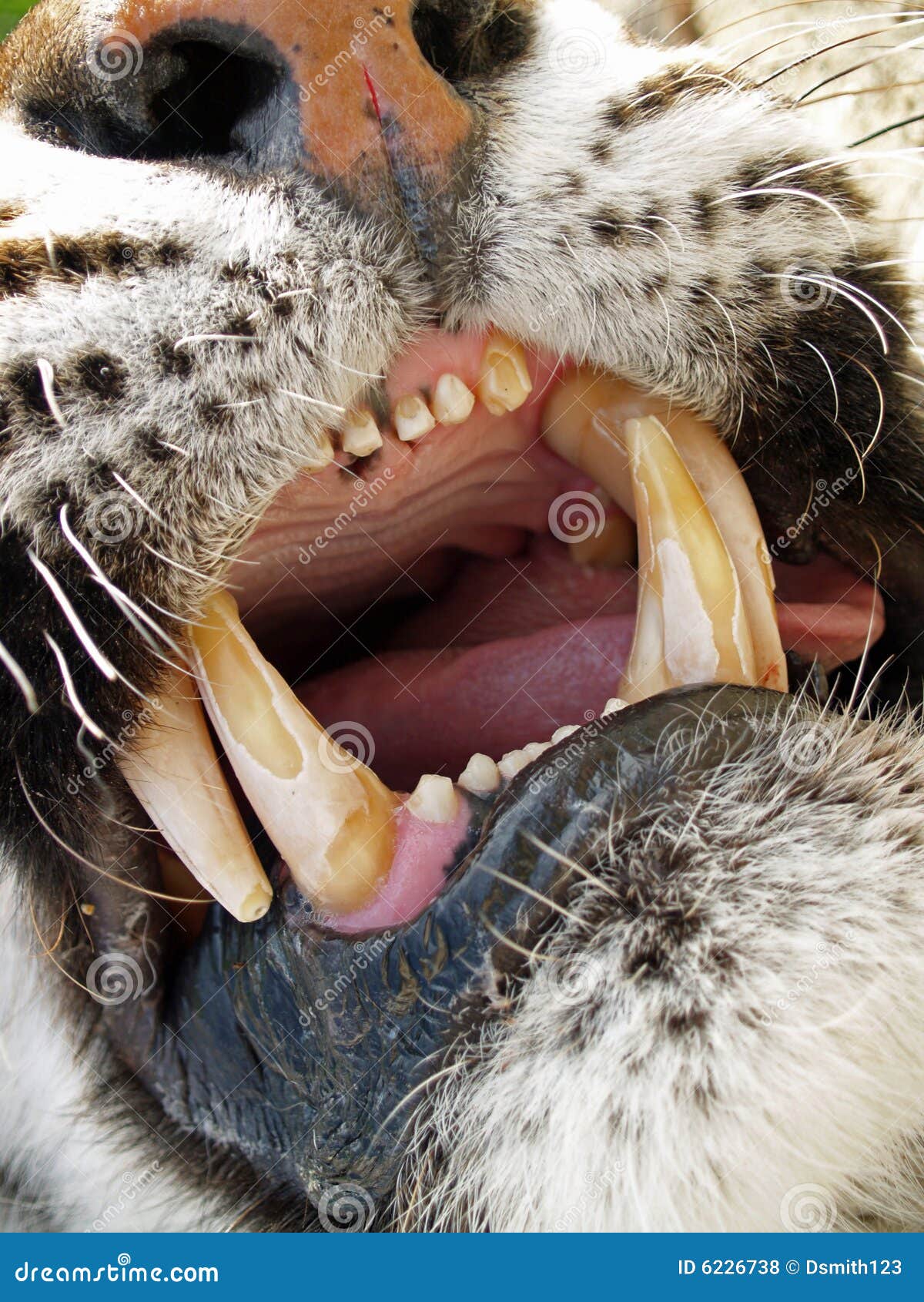 Tigers Yawn stock photo. Image of siberian, mouth, tiger - 6226738