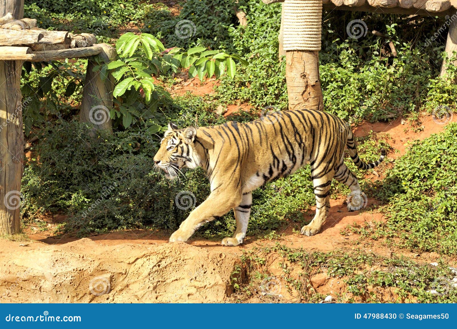 Tigers in zoos and nature stock photo. Image of tiger - 47988430