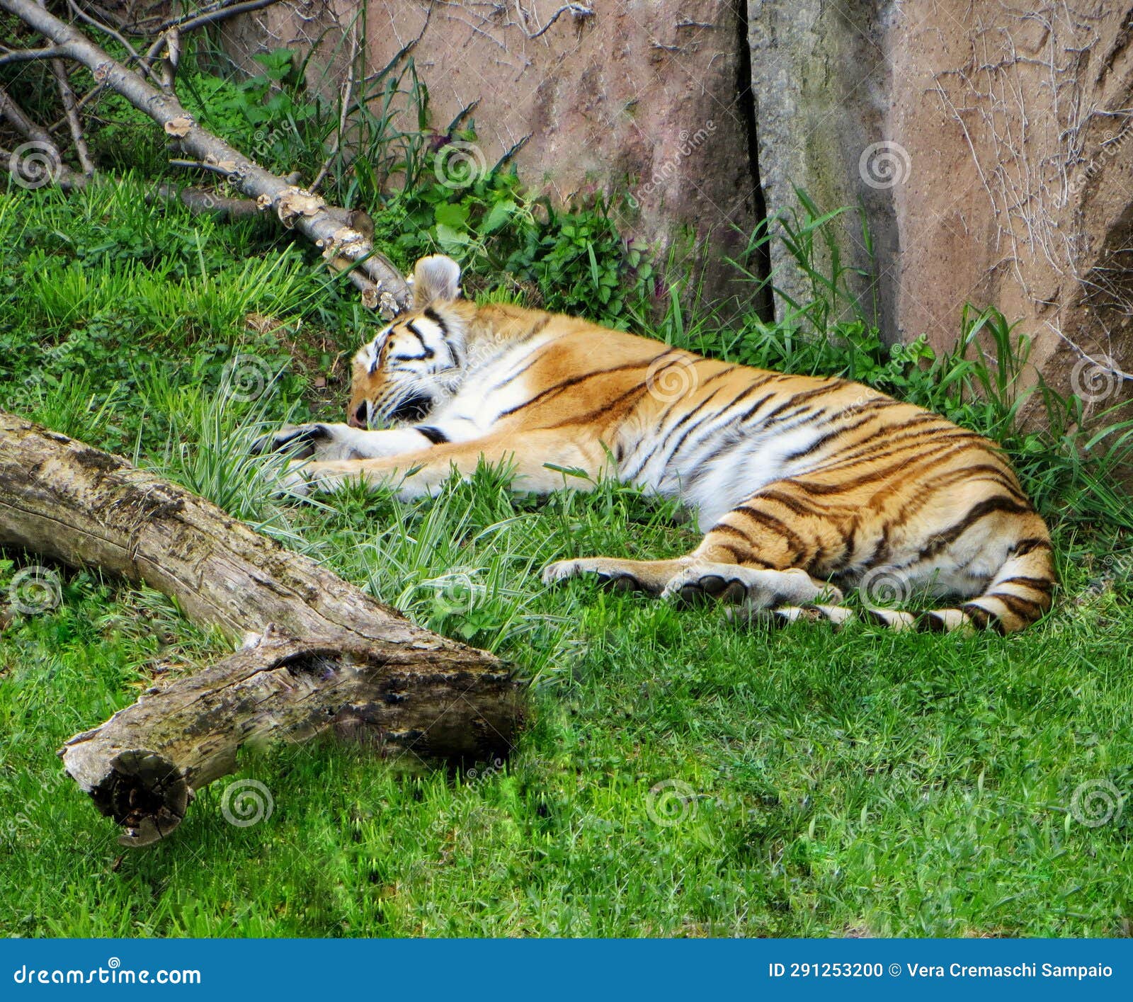 Tigersleeping on the Lawn at the Zoo Stock Photo - Image of wood, park ...