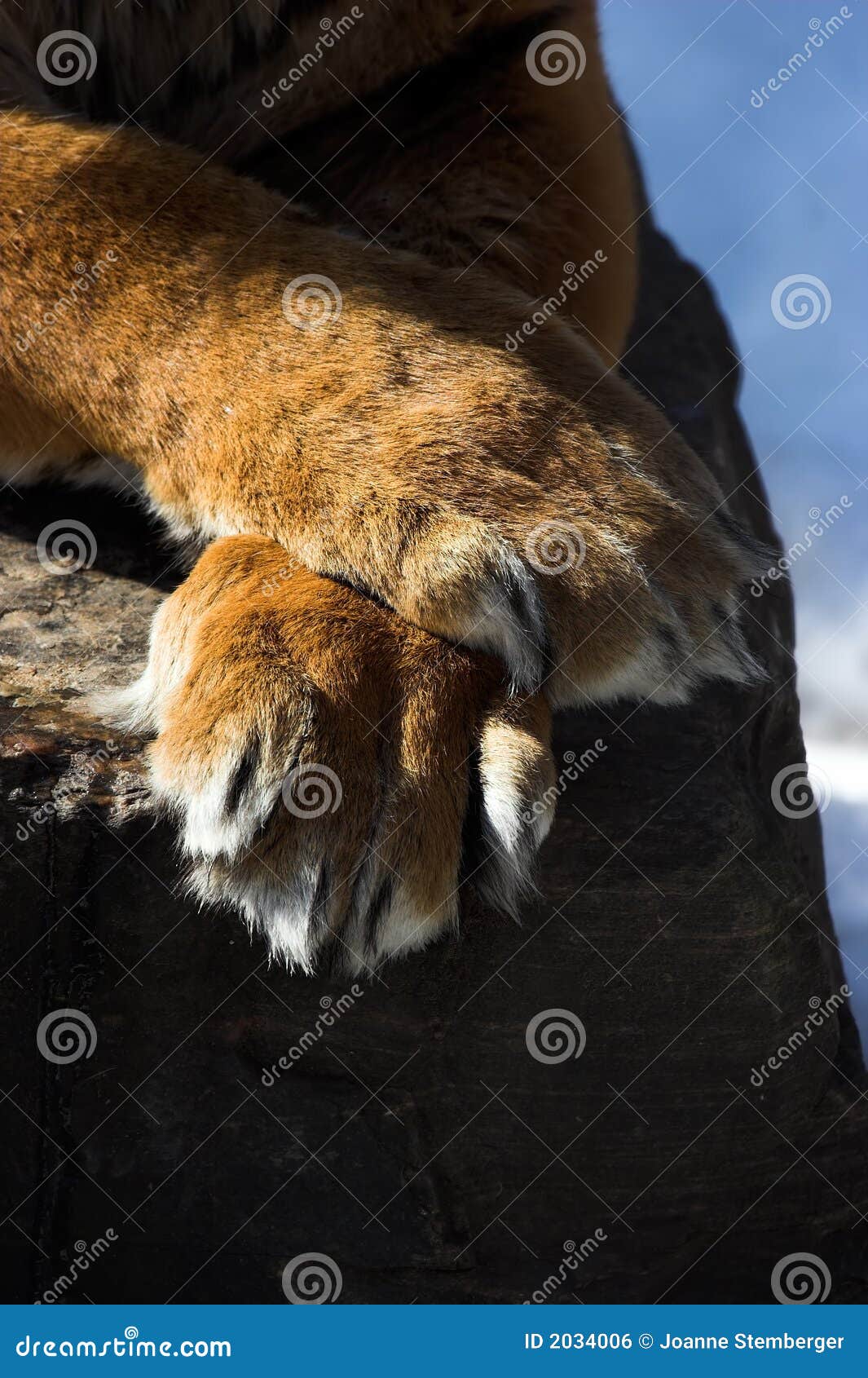 Tigertatzen stockfoto. Bild von kreuz, felsen, jäger, fleischfresser ...