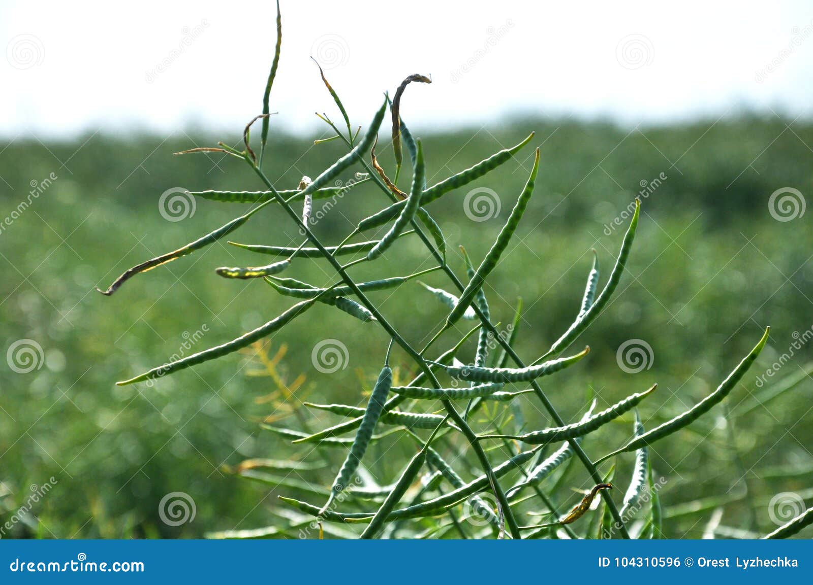 Tiges De Graine De Colza Avec Des Cosses Photo stock - Image du ...