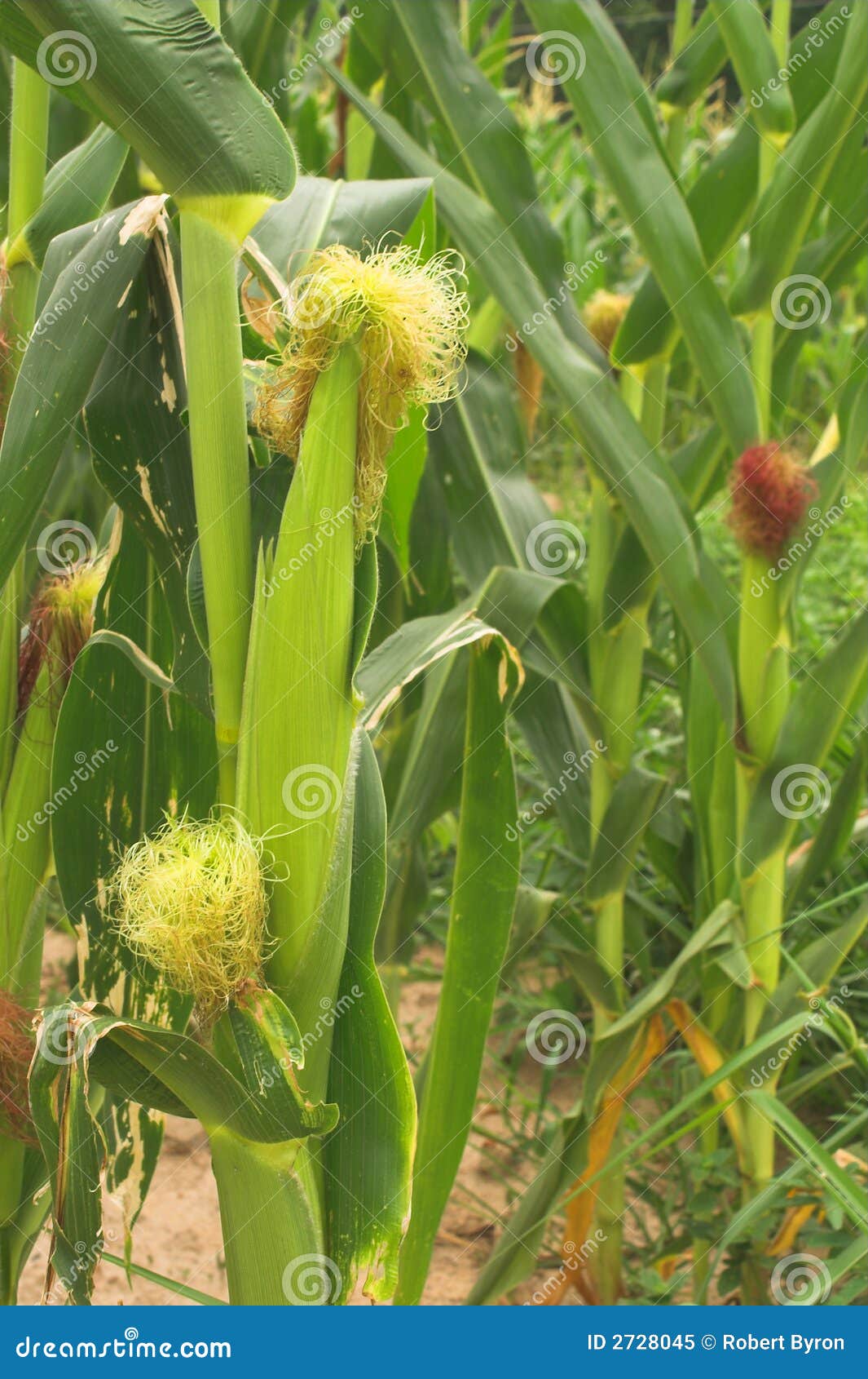 Tiges De Maïs Photo libre de droits - Image: 2728045
