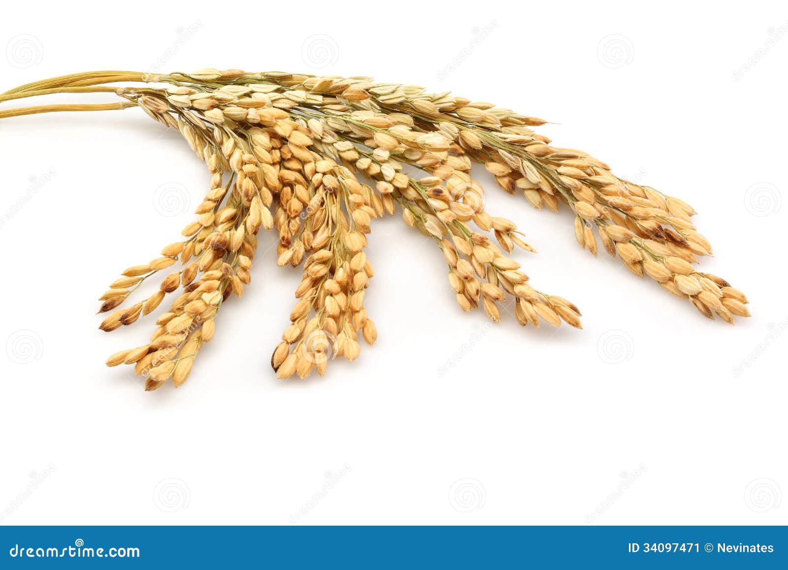 Tiges de riz image stock. Image du texture, orge, normal - 34097471