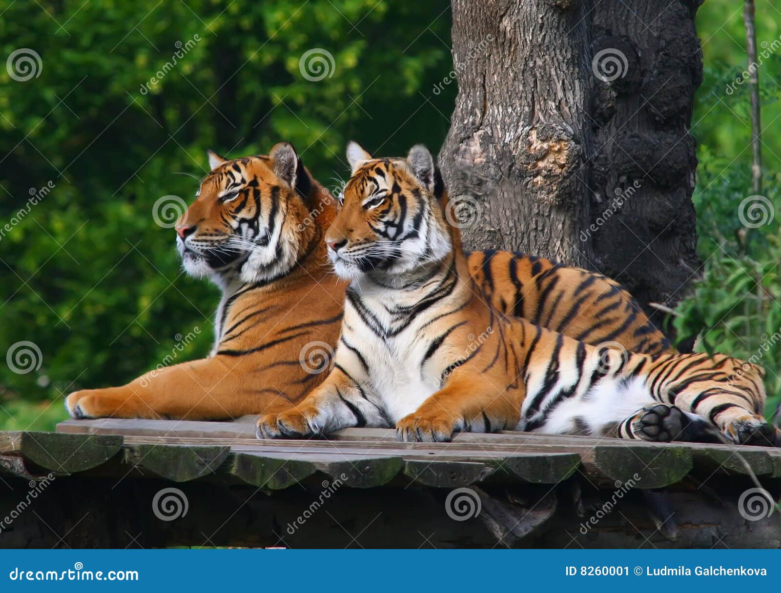 Tiggers stock image. Image of stripy, nature, beauty, power - 8260001