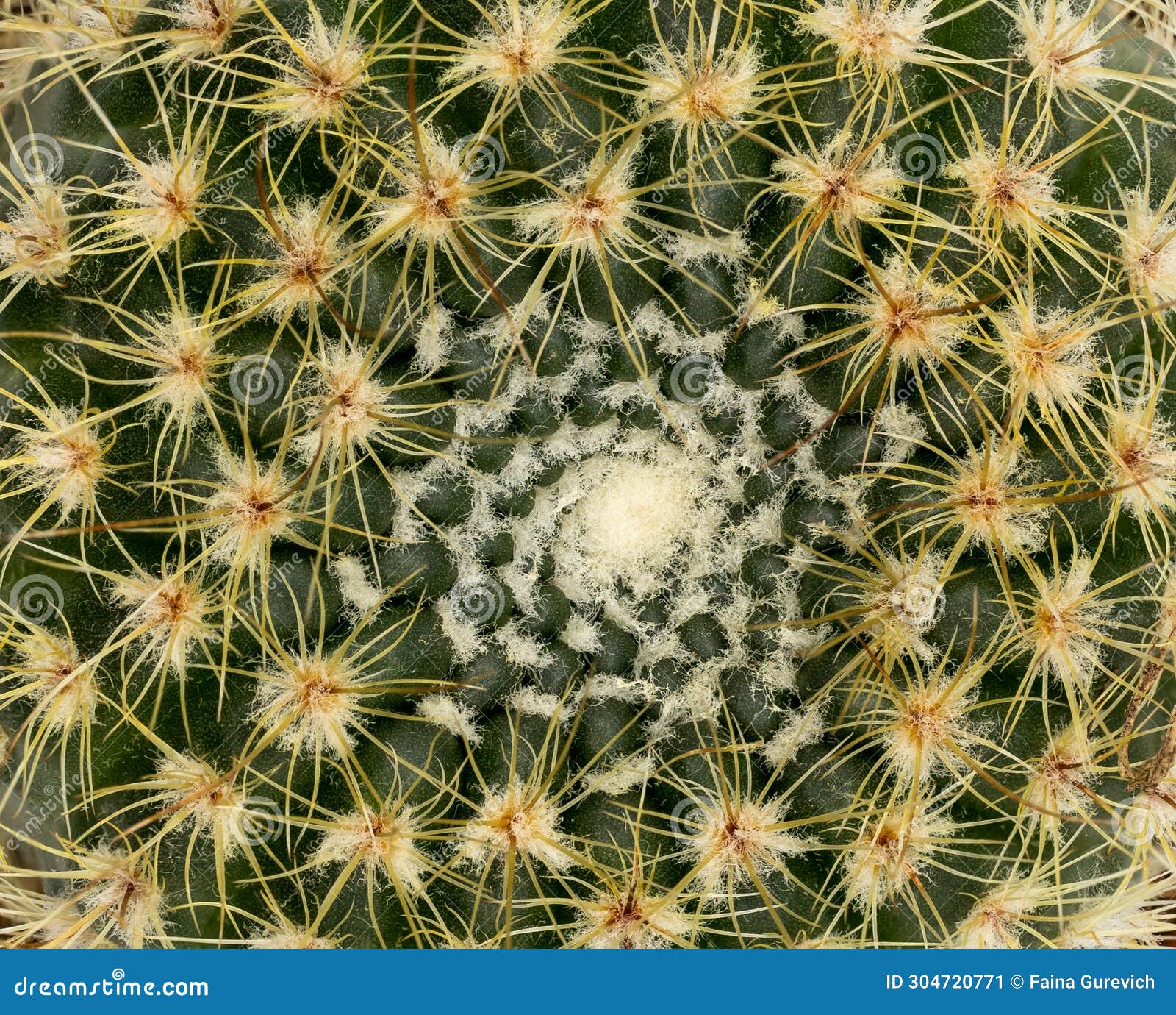 A Tight Close-up of the Cactus Pattern Stock Image - Image of green ...