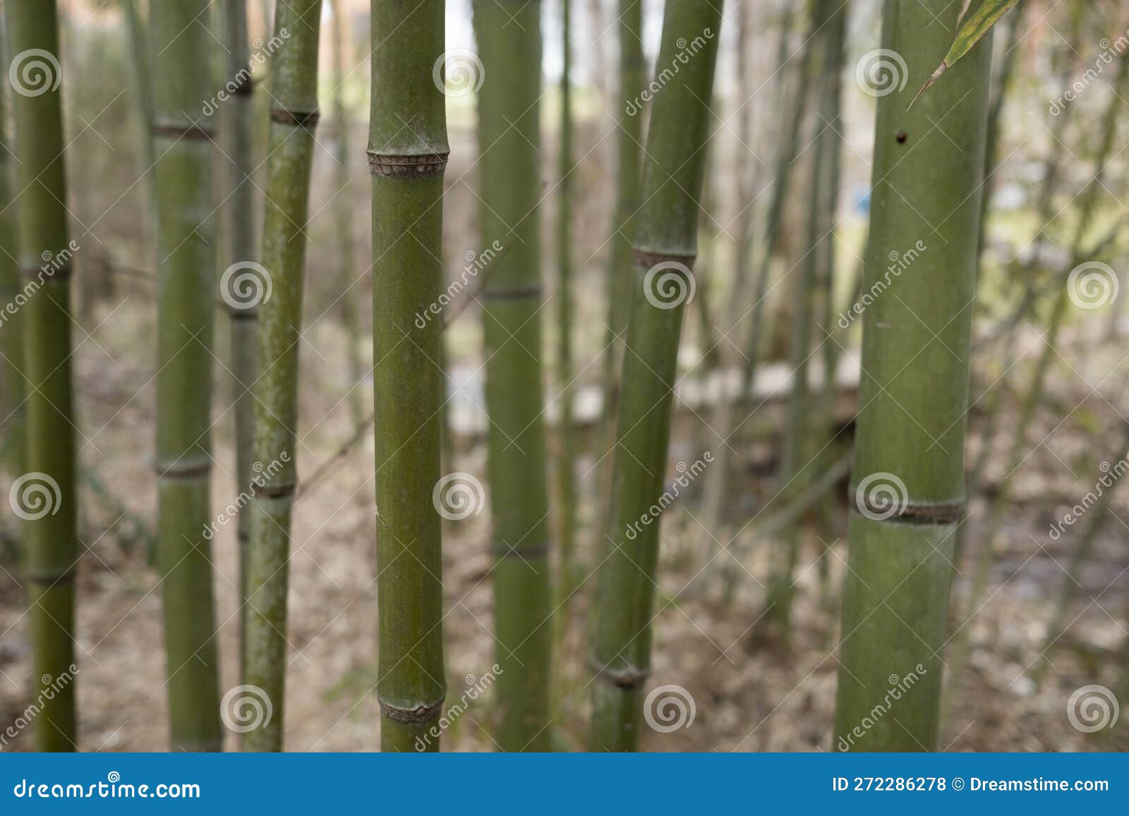 Tight Section of a Row of Green Bamboo Trees Stock Photo - Image of ...
