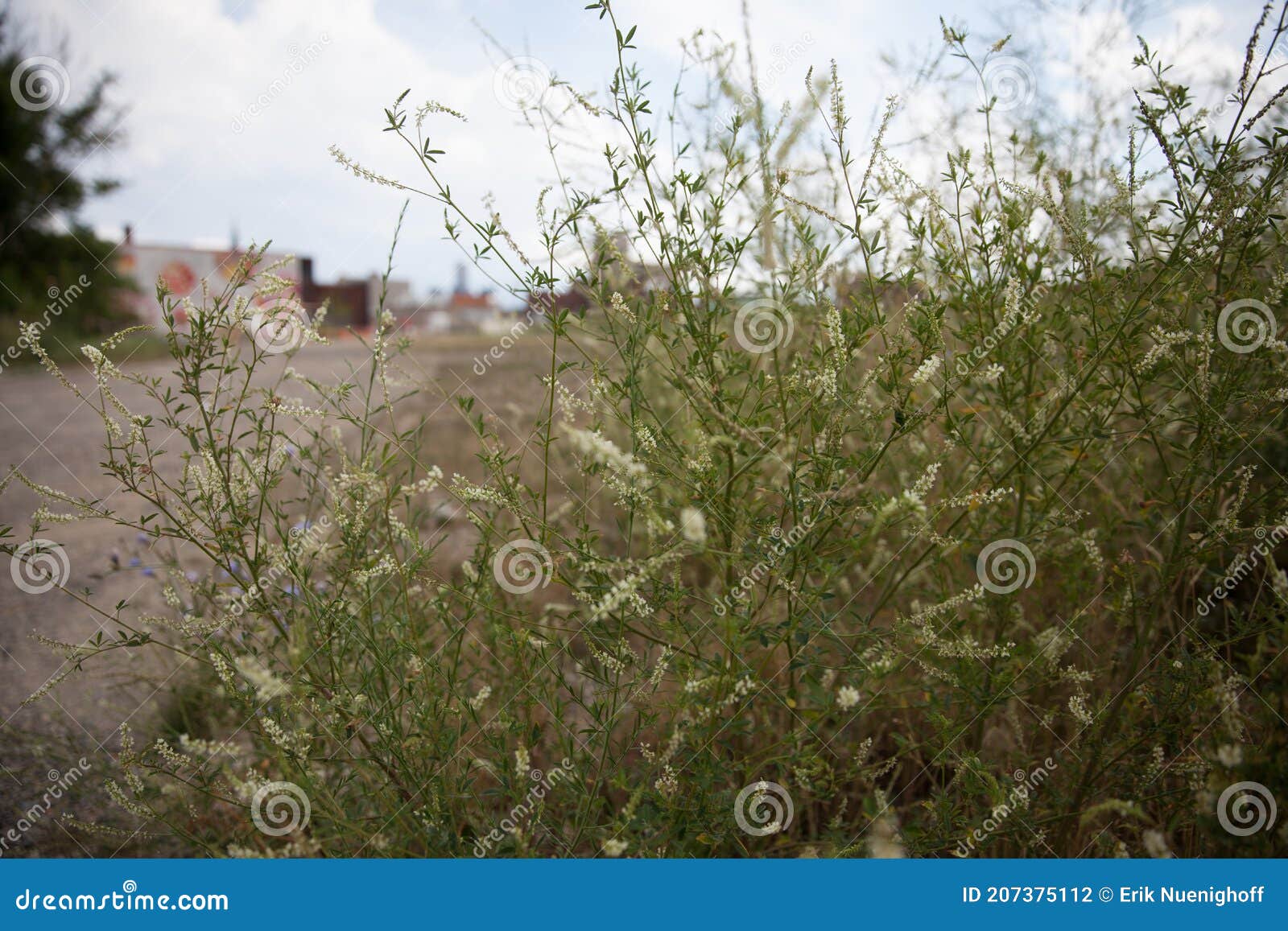 Closeup of bush stock photo. Image of overgrown, green - 207375112