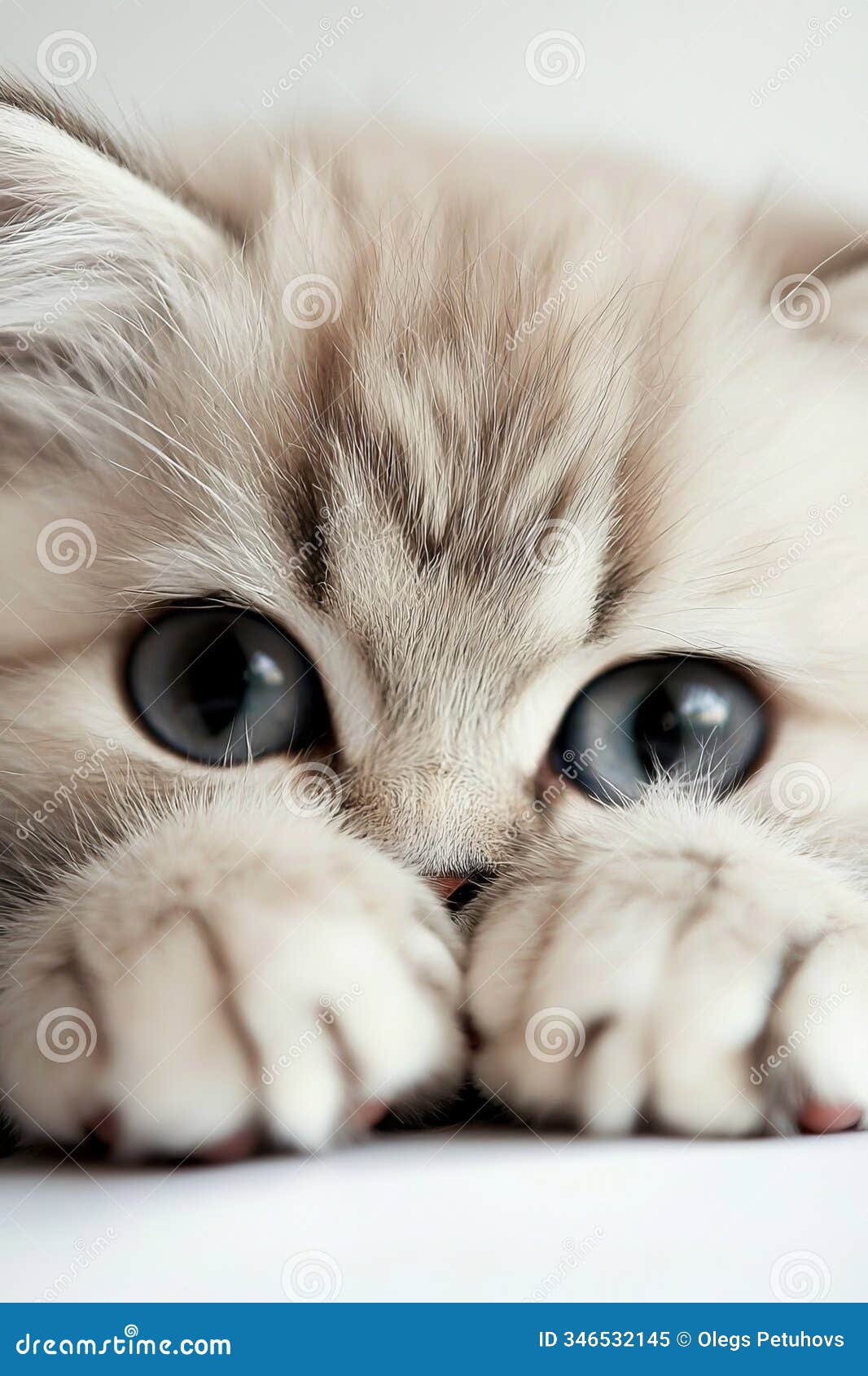 A Tight Shot of a Kitten S Face As Its Paws Gently Rest on the Floor S ...
