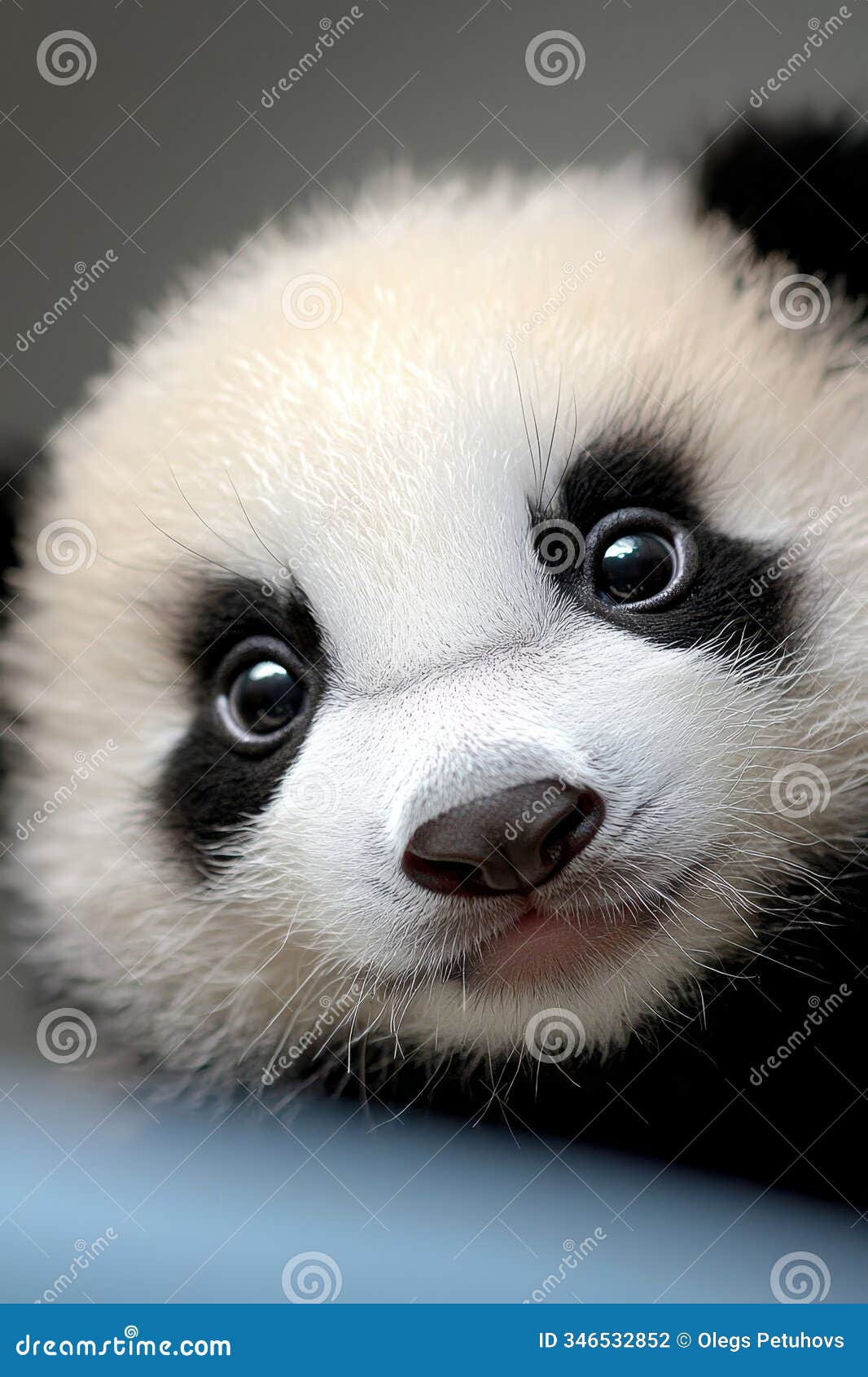 A Tight Shot of a Panda S Face with Its Distinctive Black-and-white ...