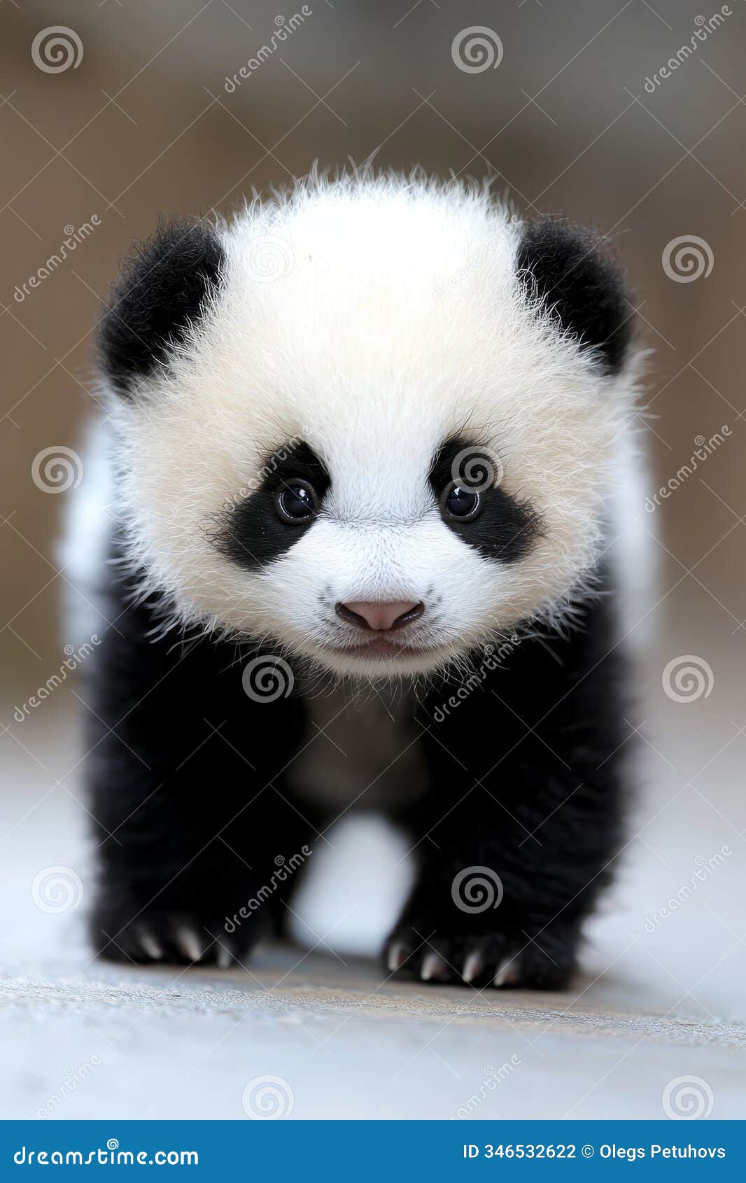 A Tight Shot of a Panda S Face on a Tiled Floor, Eyes Fixed Intently on ...