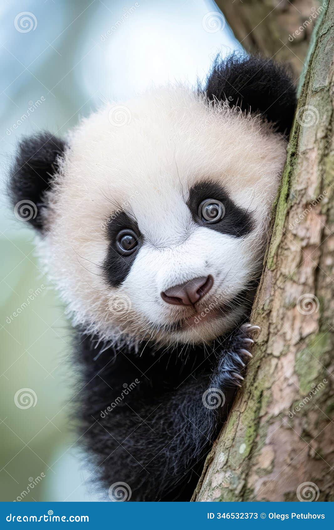 A Tight Shot of a Pandas Head, Gazing at the Camera from a Tree Limb ...