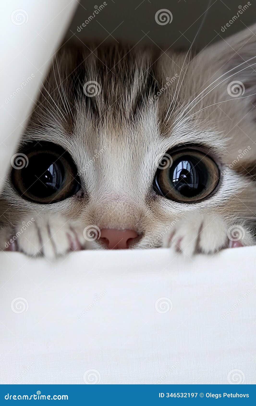 Expressive Kitten In Dress With Picturesque Sakura Backdrop, Kittens ...