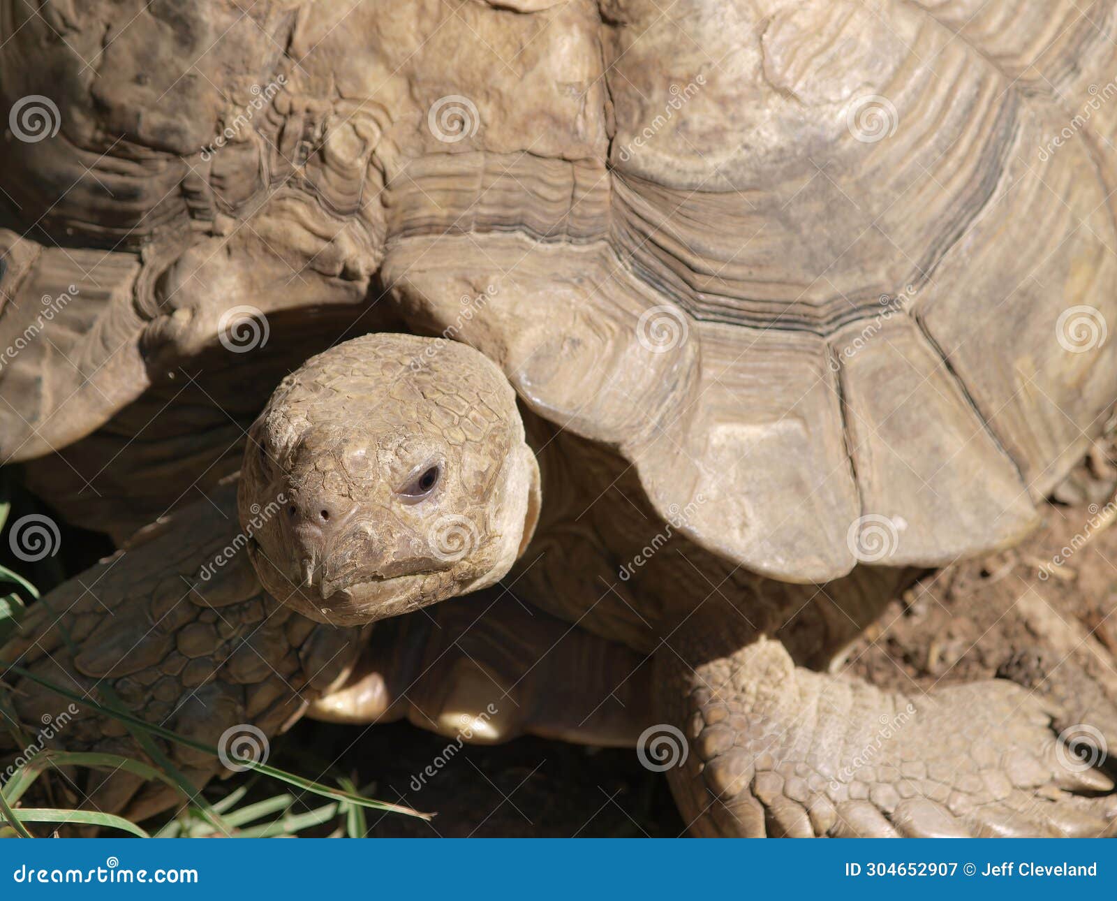 Tight Shot of Tortoise Head Front Legs and Shell Stock Image - Image of ...