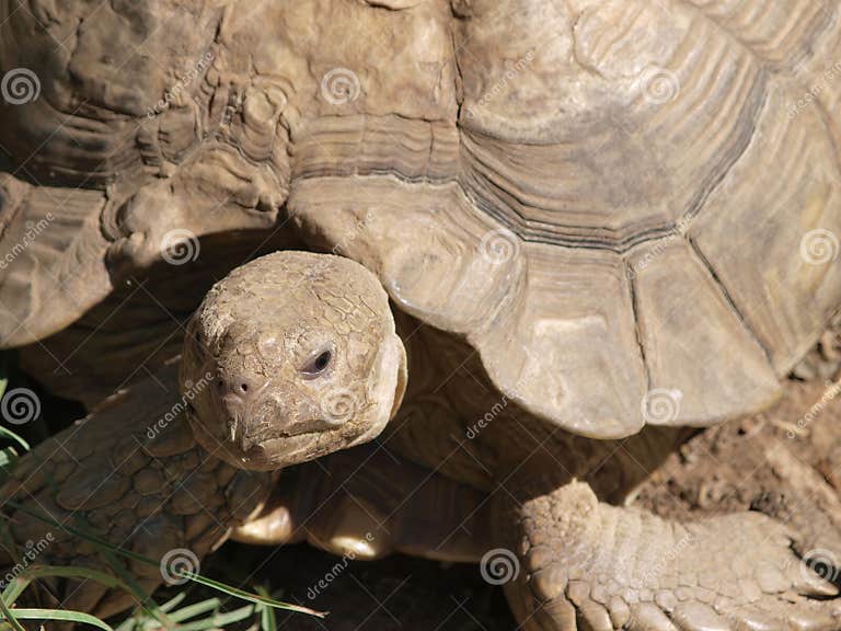 Tight Shot of Tortoise Head Front Legs and Shell Stock Image - Image of ...