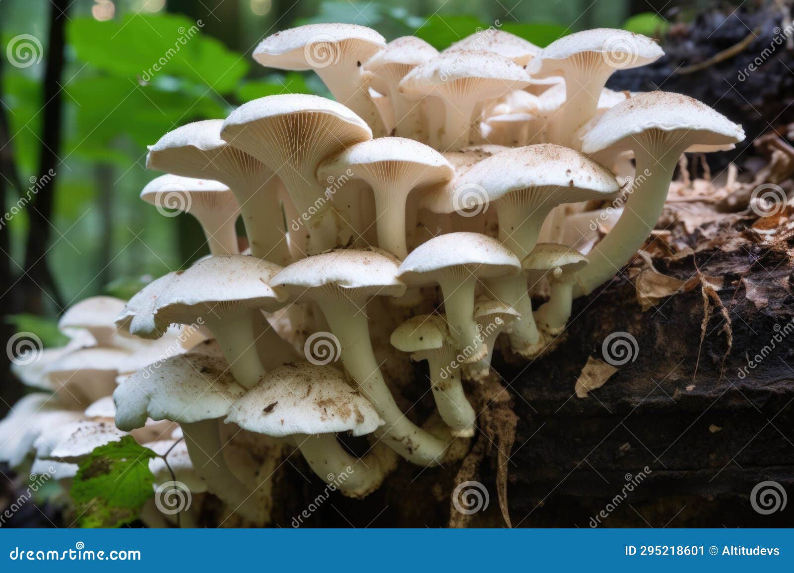 A Tightly-packed Mushroom Colony Stock Image - Image of generative ...