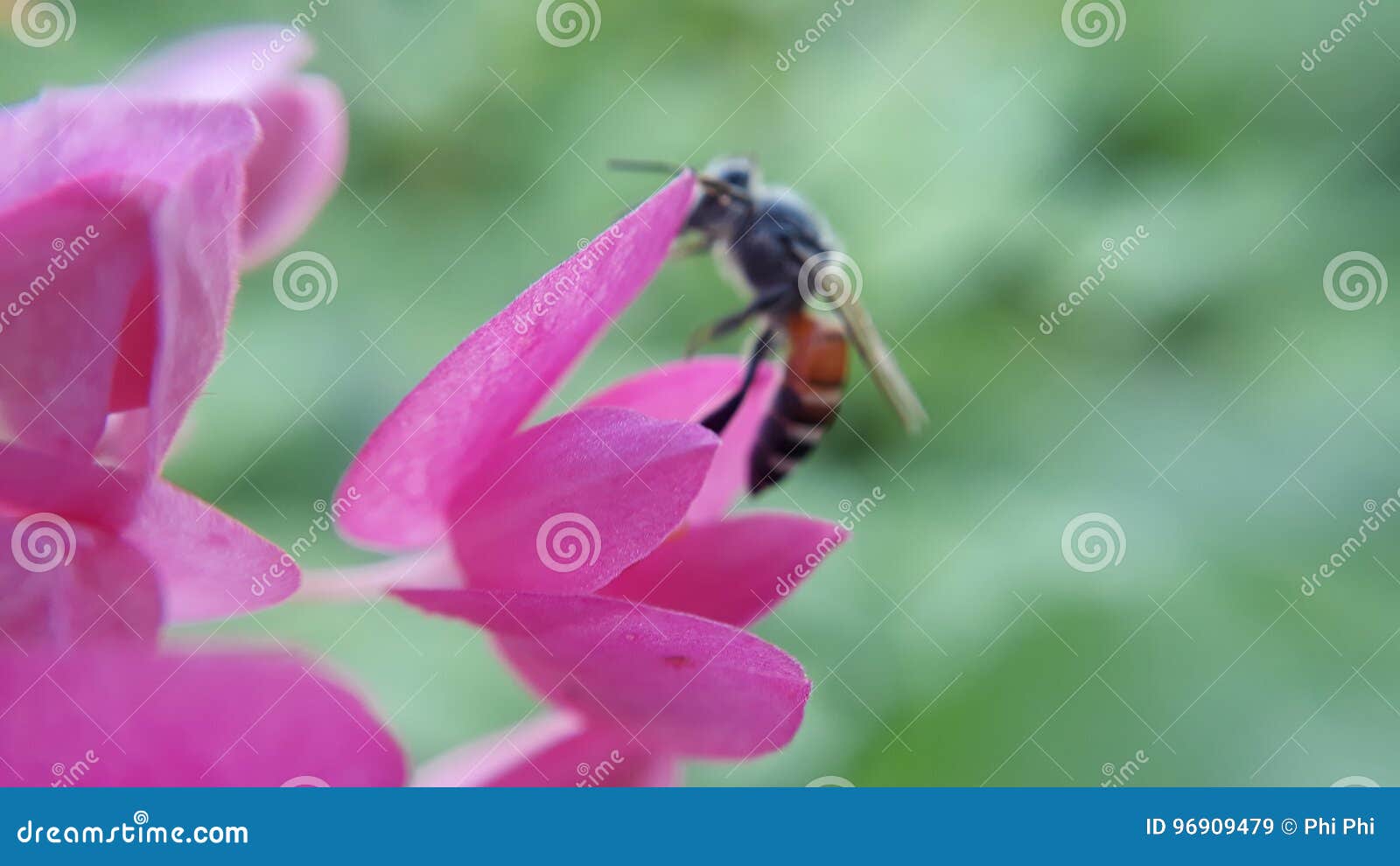 Tigon Flower Stock Photos - Free & Royalty-Free Stock Photos from ...