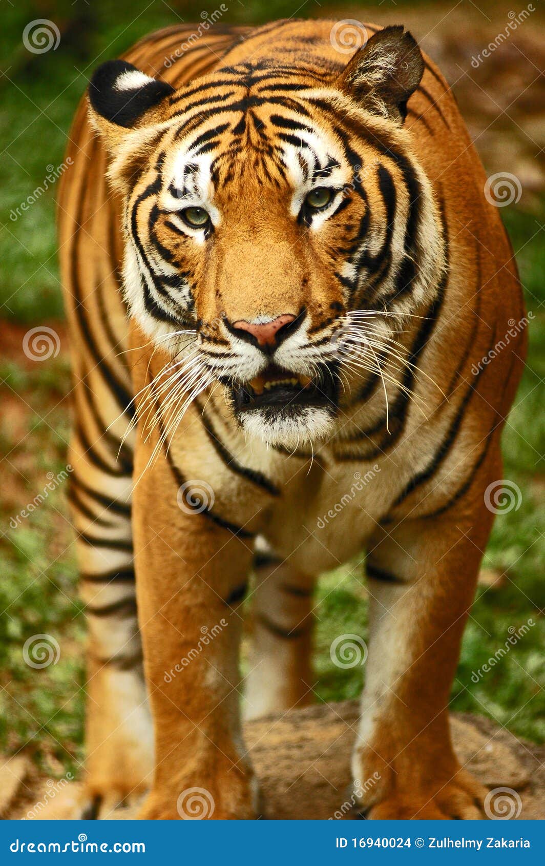 Tigrar arkivfoto. Bild av band, marodör, päls, tiger - 16940024