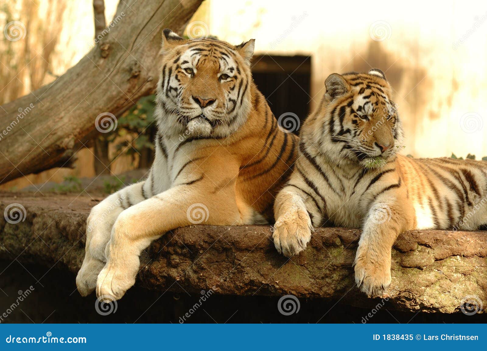 Tigrar Bild. Bild: 1838435